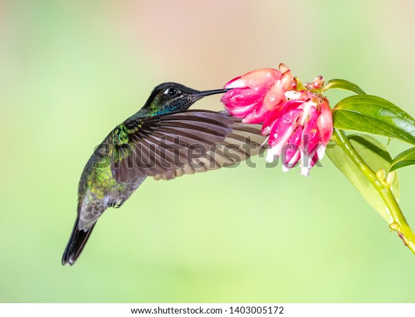 Single Lesser Violetear Mountain Violetear Wings Stock Photo 1403005172 ...