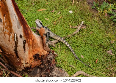 73 Western fence swift Images, Stock Photos & Vectors | Shutterstock
