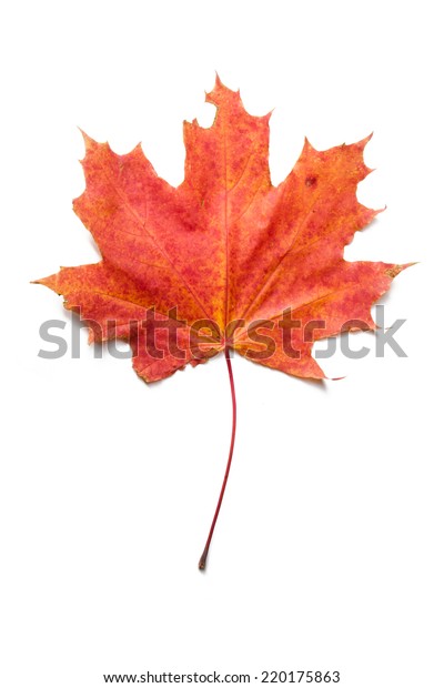 Single Maple Autumn Leaf Isolated Stock Photo 220175863 | Shutterstock