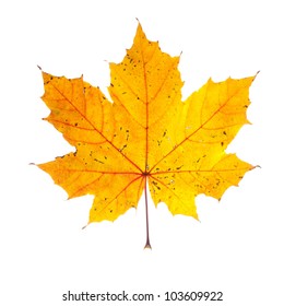 Single Maple Leaf Isolated On White Stock Photo 103609922 | Shutterstock