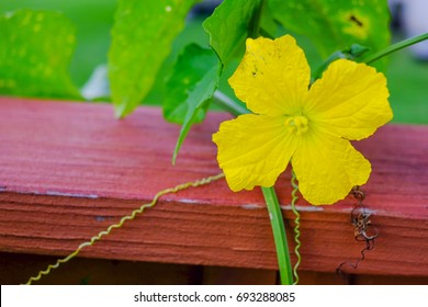 Beautiful Images Jasud Flowers Stock Photo 1202480305 | Shutterstock