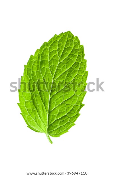 Single Mint Leaf Isolated On White Stock Photo (Edit Now) 396947110
