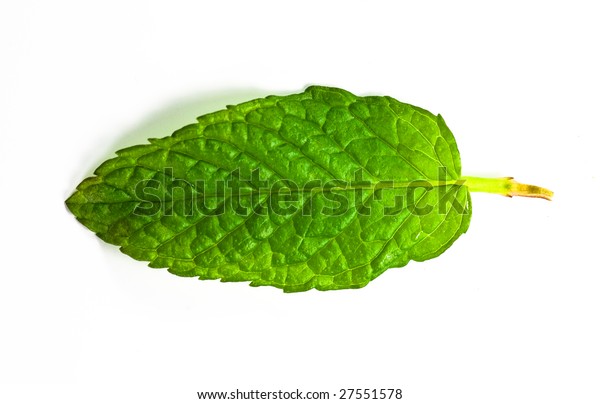Single Mint Leaf On White Background Stock Photo 27551578 | Shutterstock