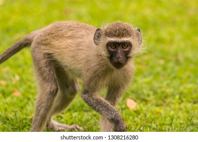 Single Monkey Walking Stock Photo 1308216280 | Shutterstock