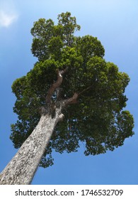 647 imágenes de Gurjan tree - Imágenes, fotos y vectores de stock ...