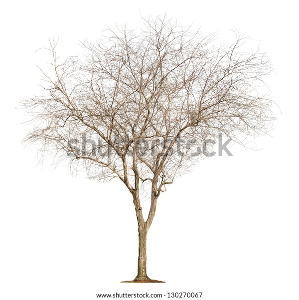 Single Old Leafless Tree Isolated On Stock Photo (Edit Now) 130270067