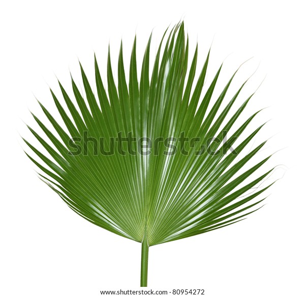 Single Palm Leaf Isolated On White Stock Photo 80954272 | Shutterstock