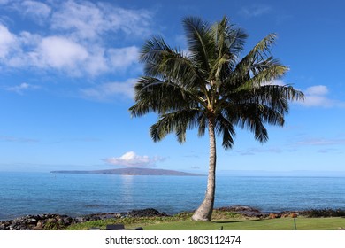 Single Palm Tree Small Ocean Island Stock Photo 1803112474 | Shutterstock