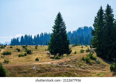 Single Pine Tree Front Pine Forest Stock Photo 2112677936 | Shutterstock