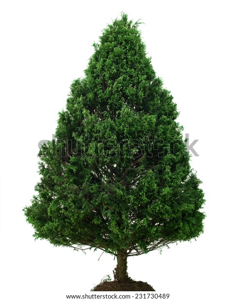 Single Pine Tree Isolated On White 스톡 사진(지금 편집) 231730489