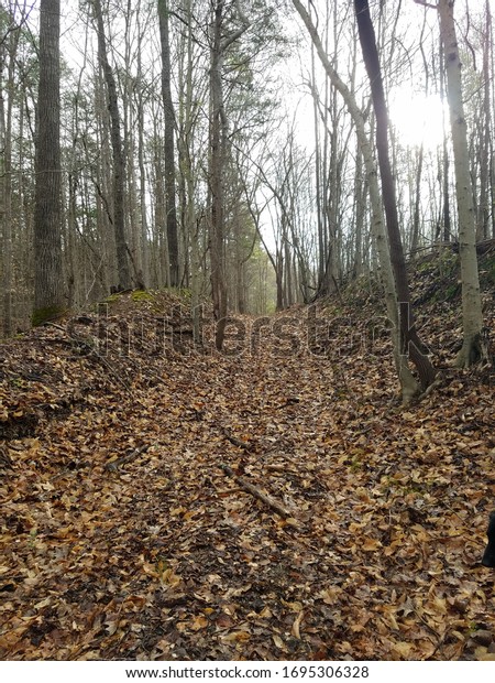 Single Point Perspective Forest Landscape Stock Photo 1695306328 ...