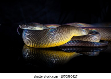1,052 Rainbow Serpent Images, Stock Photos & Vectors | Shutterstock