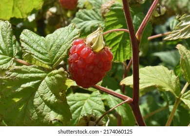 15,034 Single Raspberry Stock Photos, Images & Photography | Shutterstock