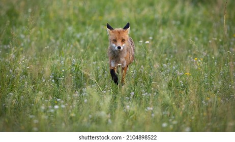 5,591 Red Fox Walking Images, Stock Photos & Vectors | Shutterstock