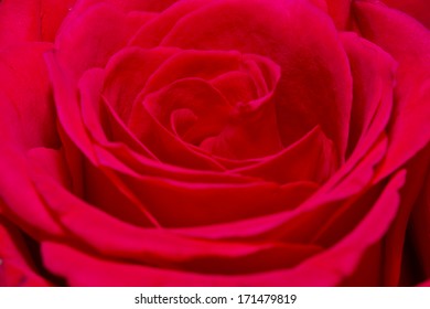 Single Red Rose Flower Patterns Shapes Stock Photo 171479819 | Shutterstock