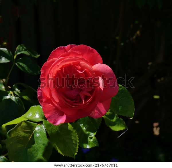 Single Red Rose Full Bloom Green Stock Photo 2176769011 | Shutterstock