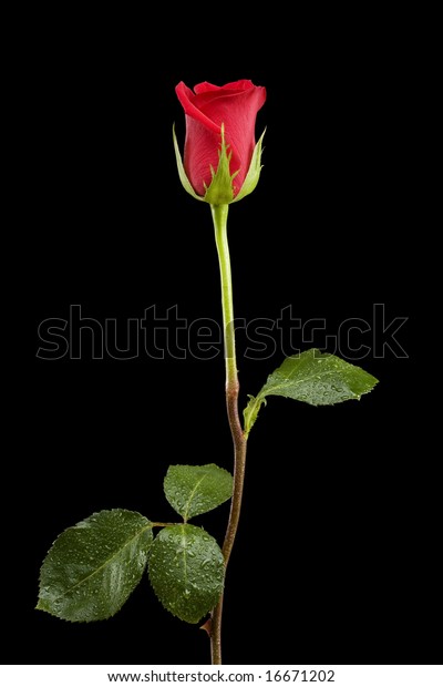 Single Red Rose Long Stem Leaves Stock Photo (Edit Now) 16671202