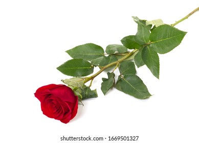 Single Red Rose Lying Down On Stock Photo (Edit Now) 1669501327