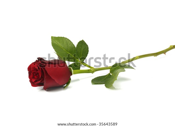 Single Red Rose Lying Down On Stock Photo (Edit Now) 35643589