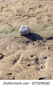 373 Barnacle Fossils Images, Stock Photos & Vectors | Shutterstock
