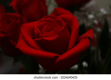 Single Rose Side View Roses Background Stock Photo 1024690435 ...