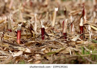 185 Broken corn stalks Images, Stock Photos & Vectors | Shutterstock
