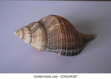 16,981 Single spiral shell Images, Stock Photos & Vectors | Shutterstock