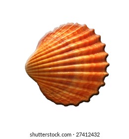 Single Seashell Background Different Uses Stock Photo 27412432 ...