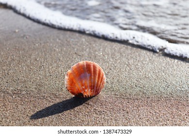 Single Shell On Beach Shell On Stock Photo 1387473329 | Shutterstock