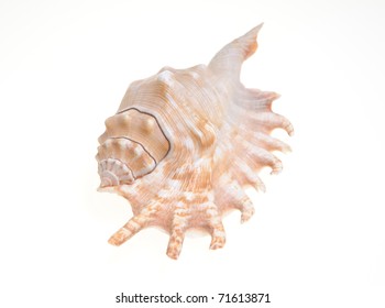 Single Shell On White Background Stock Photo 71613871 | Shutterstock