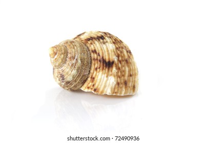 Single Shell On White Background Stock Photo 72490936 | Shutterstock