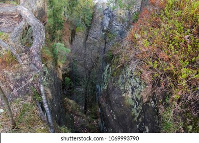 Single Small Tree Stuck Between Big Foto de stock 1069993790 | Shutterstock