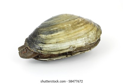 2,242 Soft shelled clams Images, Stock Photos & Vectors | Shutterstock
