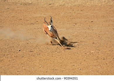 1,769 Springbok running Images, Stock Photos & Vectors | Shutterstock