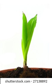 Single Sprout Corn Stock Photo 27138892 | Shutterstock