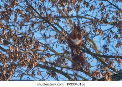 644 Squirrel seating Images, Stock Photos & Vectors | Shutterstock