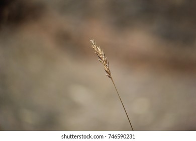 165 Single Grass Strand Images, Stock Photos & Vectors | Shutterstock