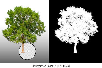 3,024 Bush alpha Stock Photos, Images & Photography | Shutterstock