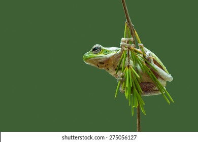 Single Tree Frog Hanging Down Branch Stock Photo (Edit Now) 275056127
