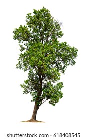 Single Tree Isolated White Background Clipping Stock Photo 618408545 ...