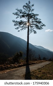Single Tree Sunlight Stock Photo 175940306 | Shutterstock