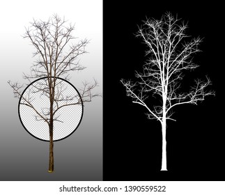1,790 Pine tree alpha Images, Stock Photos & Vectors | Shutterstock