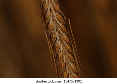 Photo de stock Single Wheat Stem Field Macro 1547601302 | Shutterstock