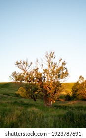 Singular Tree Standing Alone Sunset Sunlight Stock Photo 1923787691 ...