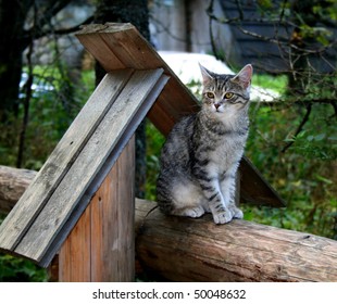 Sitting Cat Stock Photo 50048632 | Shutterstock