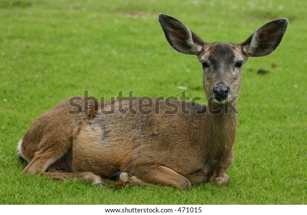 Sitting Deer Stock Photo (Edit Now) 471015