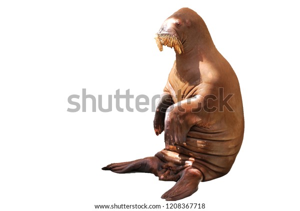 Sitting Funny Walrus Isolate Stock Photo 1208367718 | Shutterstock