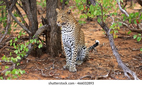 10,171 imágenes de Sitting leopard - Imágenes, fotos y vectores de ...
