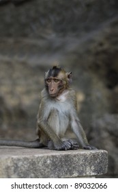 Sitting Monkey Stock Photo 89032066 | Shutterstock