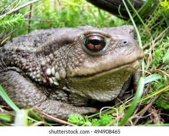 Sitting Toad Stock Photo 494908465 | Shutterstock